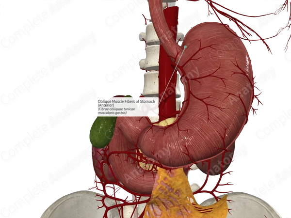 Oblique Muscle Fibers of Stomach (Anterior) | Complete Anatomy