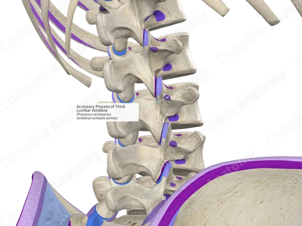 Accessory Process of Third Lumbar Vertebra (Right) | Complete Anatomy
