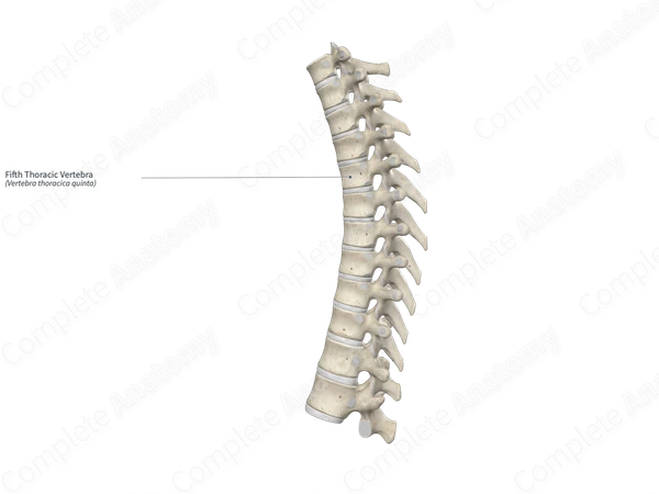 Fifth Thoracic Vertebra | Complete Anatomy
