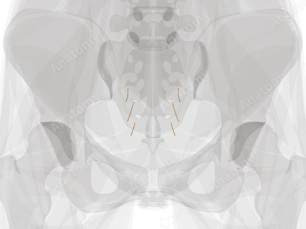 Sacral Part of Autonomic Division | Complete Anatomy