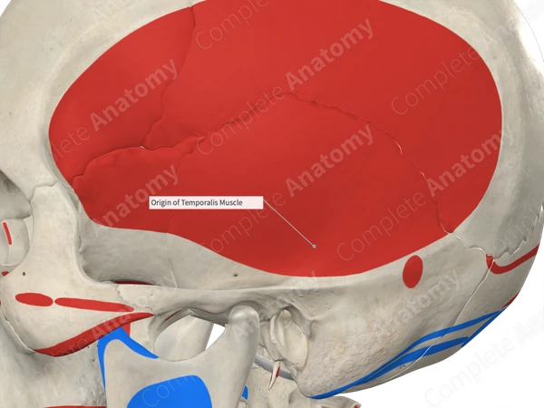 Origin of Temporalis Muscle | Complete Anatomy