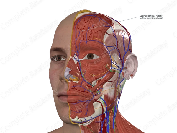 Supratrochlear Artery | Complete Anatomy