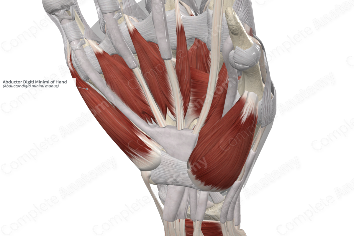 Abductor Digiti Minimi Of Hand Complete Anatomy
