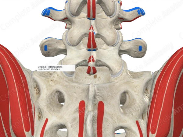 Origin of Interspinales Lumborum Muscles | Complete Anatomy