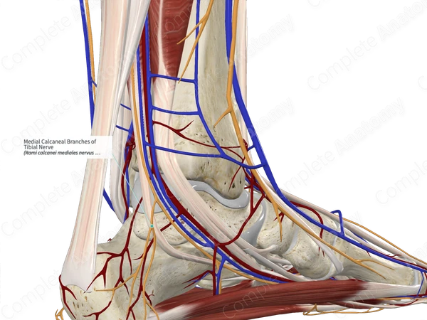 Medial Calcaneal Branches of Tibial Nerve | Complete Anatomy