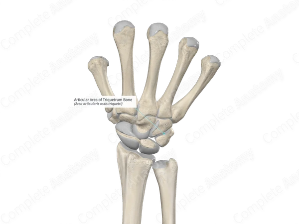Articular Area of Triquetrum Bone | Complete Anatomy