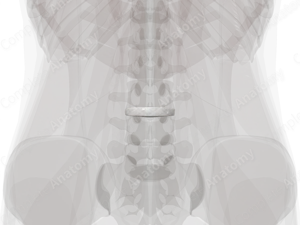 Intervertebral Symphysis (L3-L4) | Complete Anatomy