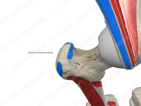 Insertion of Piriformis Muscle | Complete Anatomy