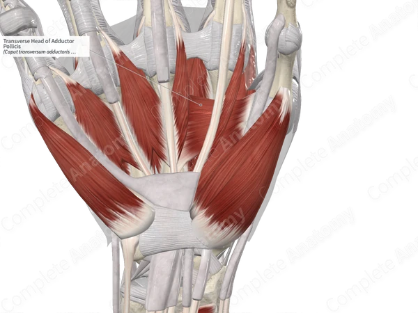 Transverse Head of Adductor Pollicis | Complete Anatomy