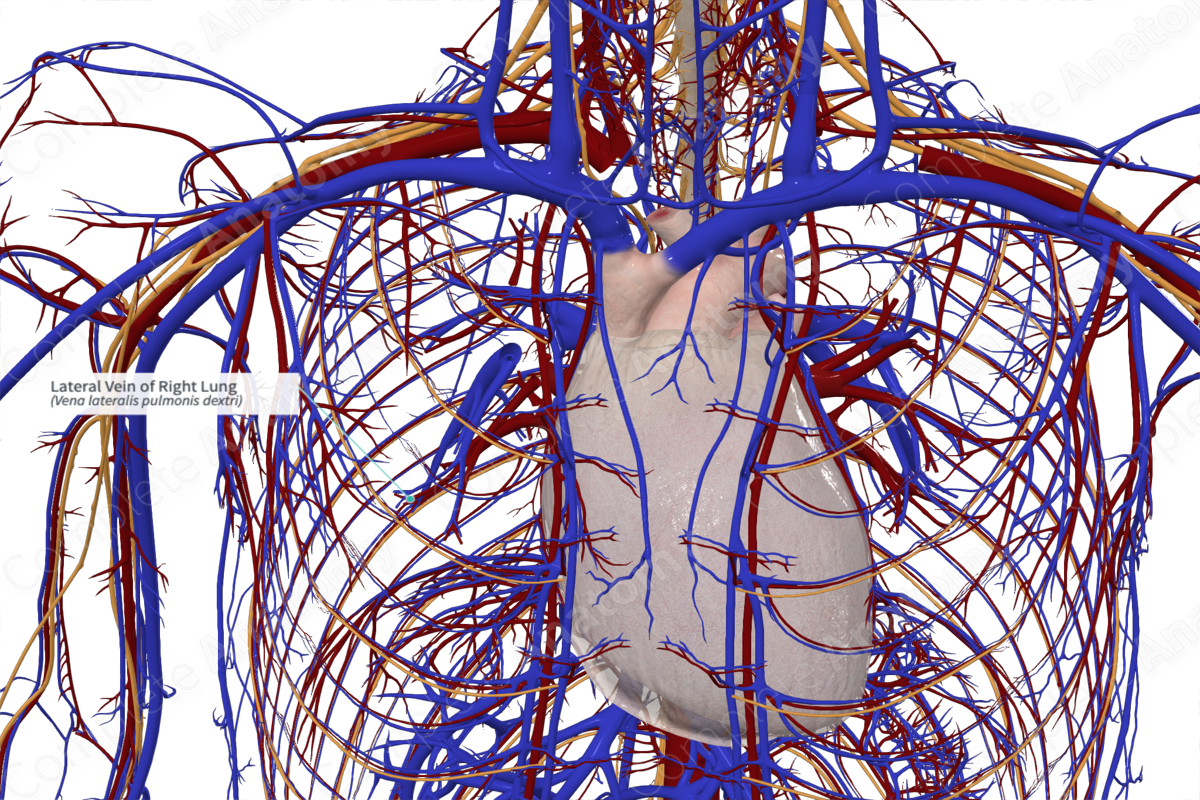 Lateral Vein Of Right Lung Complete Anatomy