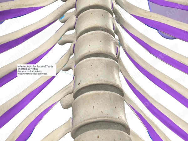 Inferior Articular Facet of Tenth Thoracic Vertebra (Left) | Complete ...