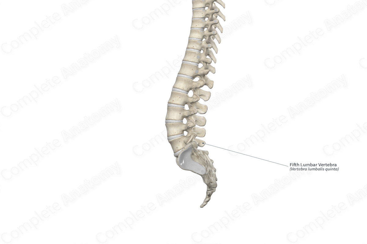 Fifth Lumbar Vertebra Complete Anatomy