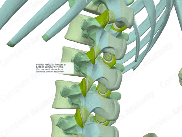 Inferior Articular Process of Second Lumbar Vertebra (Left) | Complete ...