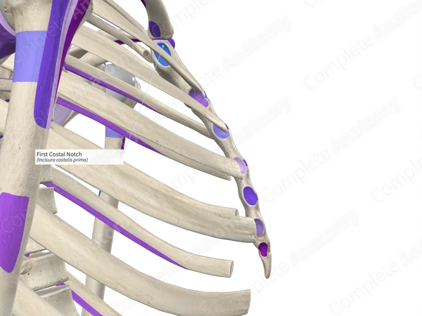 First Costal Notch (Left) | Complete Anatomy