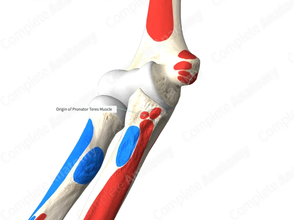 Origin of Pronator Teres Muscle | Complete Anatomy