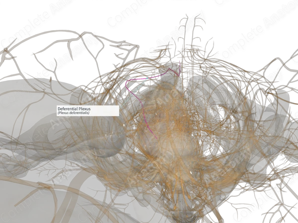 Deferential Plexus (Right) | Complete Anatomy