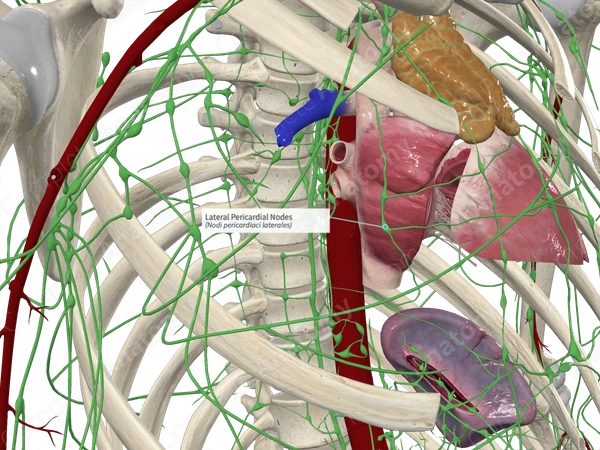 Lateral Pericardial Nodes | Complete Anatomy