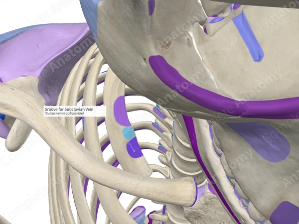Groove for Subclavian Vein | Complete Anatomy