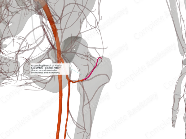 Ascending Branch of Medial Circumflex Femoral Artery (Left) | Complete ...