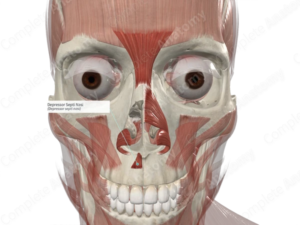 Depressor Septi Nasi | Complete Anatomy