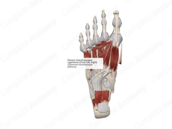 Plantar Interphalangeal Ligaments (Great Toe; Right) | Complete Anatomy