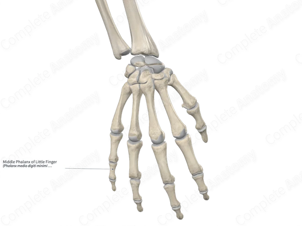 Middle Phalanx of Little Finger | Complete Anatomy
