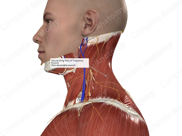 Descending Part of Trapezius Muscle | Complete Anatomy
