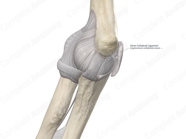 Ulnar Collateral Ligament | Complete Anatomy