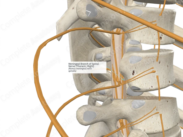 Meningeal Branch of Spinal Nerve (Thoracic; Right) | Complete Anatomy