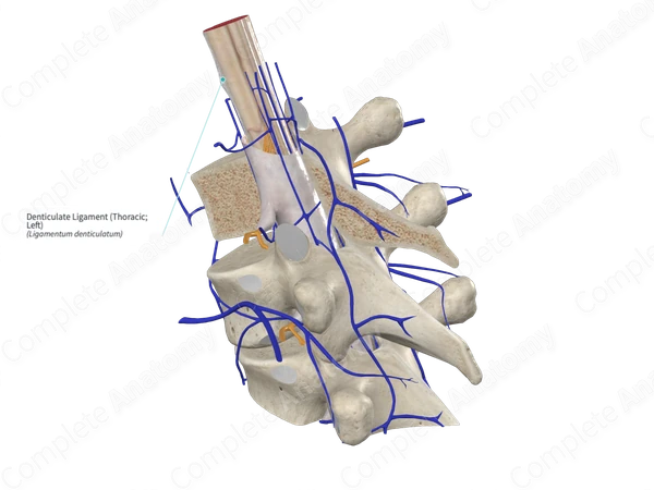 Ligamenta Denticulata Interclavicle An Overview | ScienceDirect