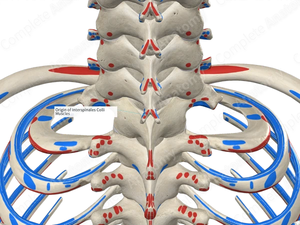 Origin of Interspinales Colli Muscles | Complete Anatomy