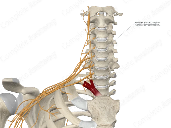 Middle Cervical Ganglion | Complete Anatomy