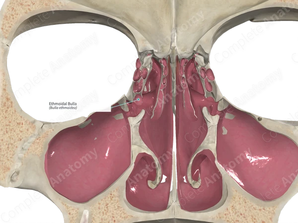 Ethmoidal Bulla | Complete Anatomy