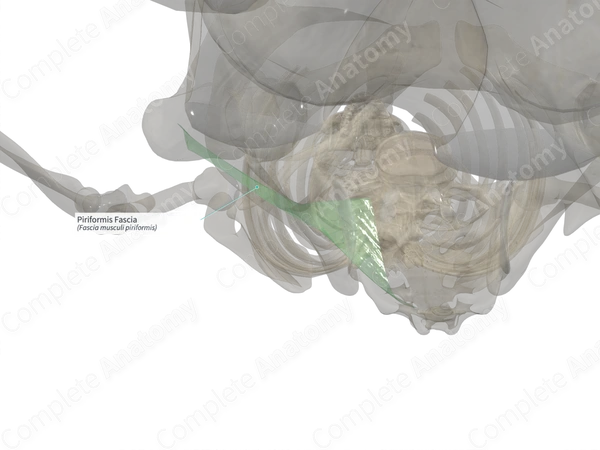 Piriformis Fascia (Left) | Complete Anatomy