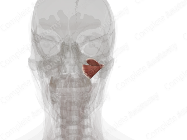 Lateral Pterygoid Muscle (Left) | Complete Anatomy