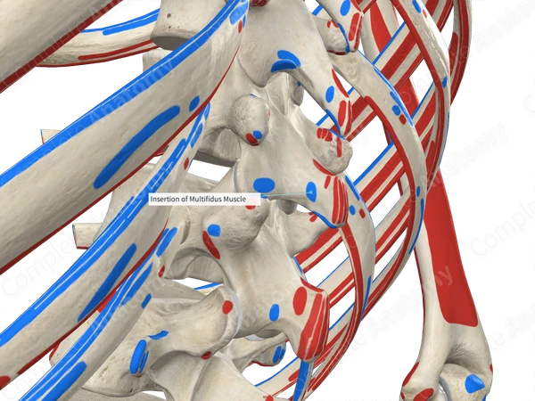 Insertion of Multifidus Muscle | Complete Anatomy