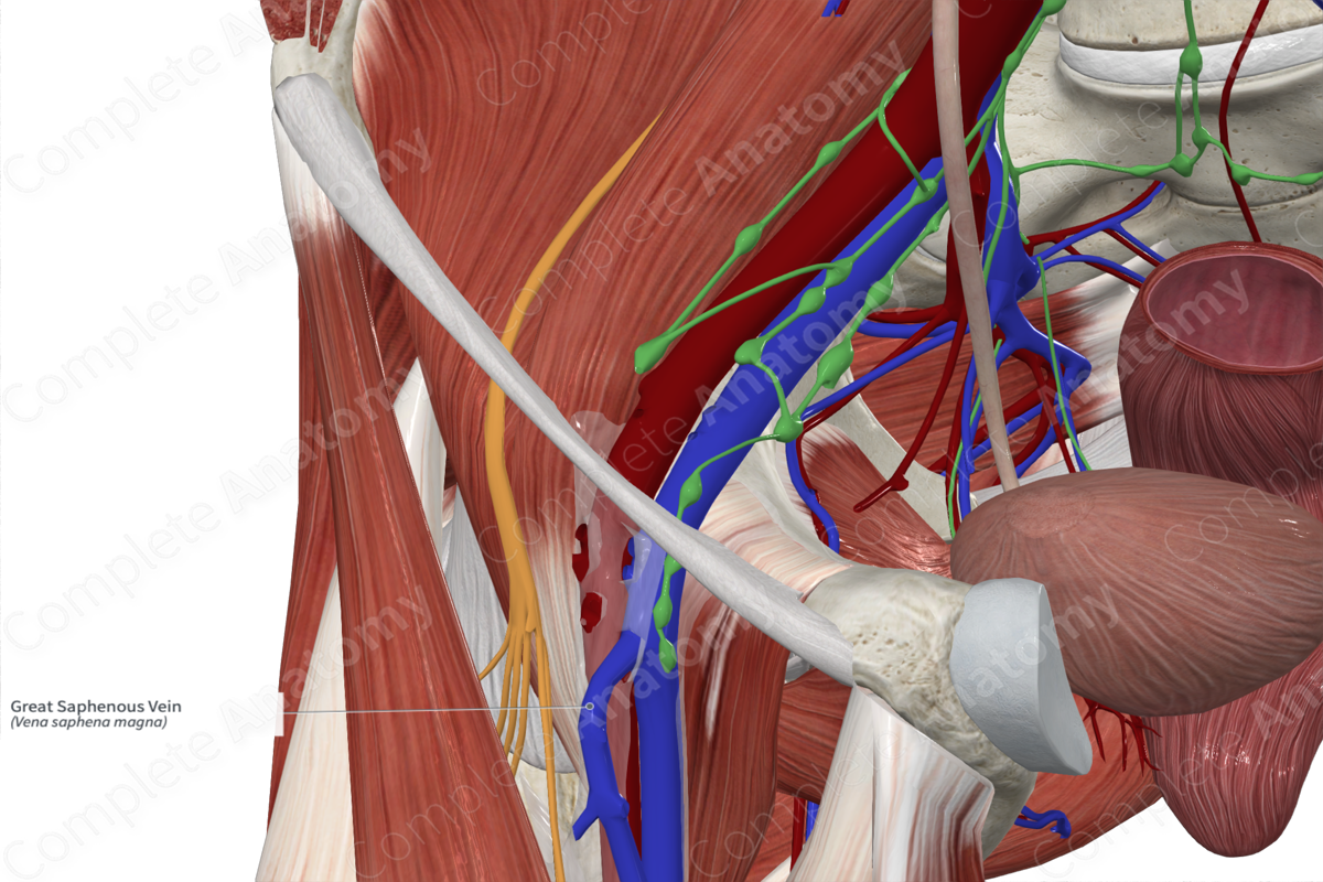 Great Saphenous Vein Complete Anatomy
