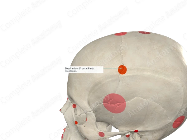 Stephanion (Frontal Part) | Complete Anatomy