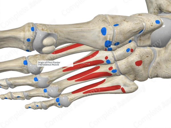 Origin of First Plantar Interosseous Muscle | Complete Anatomy
