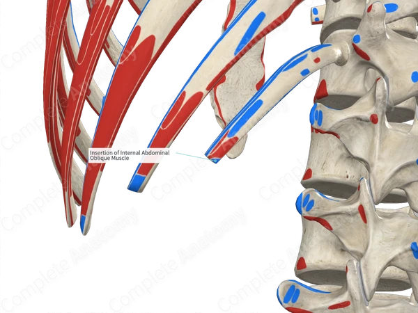 Insertion of Internal Abdominal Oblique Muscle | Complete Anatomy