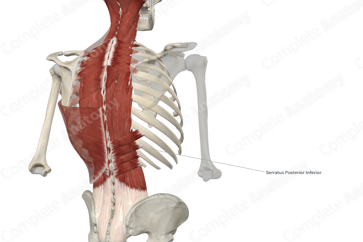 Serratus Posterior Inferior Muscle | Complete Anatomy