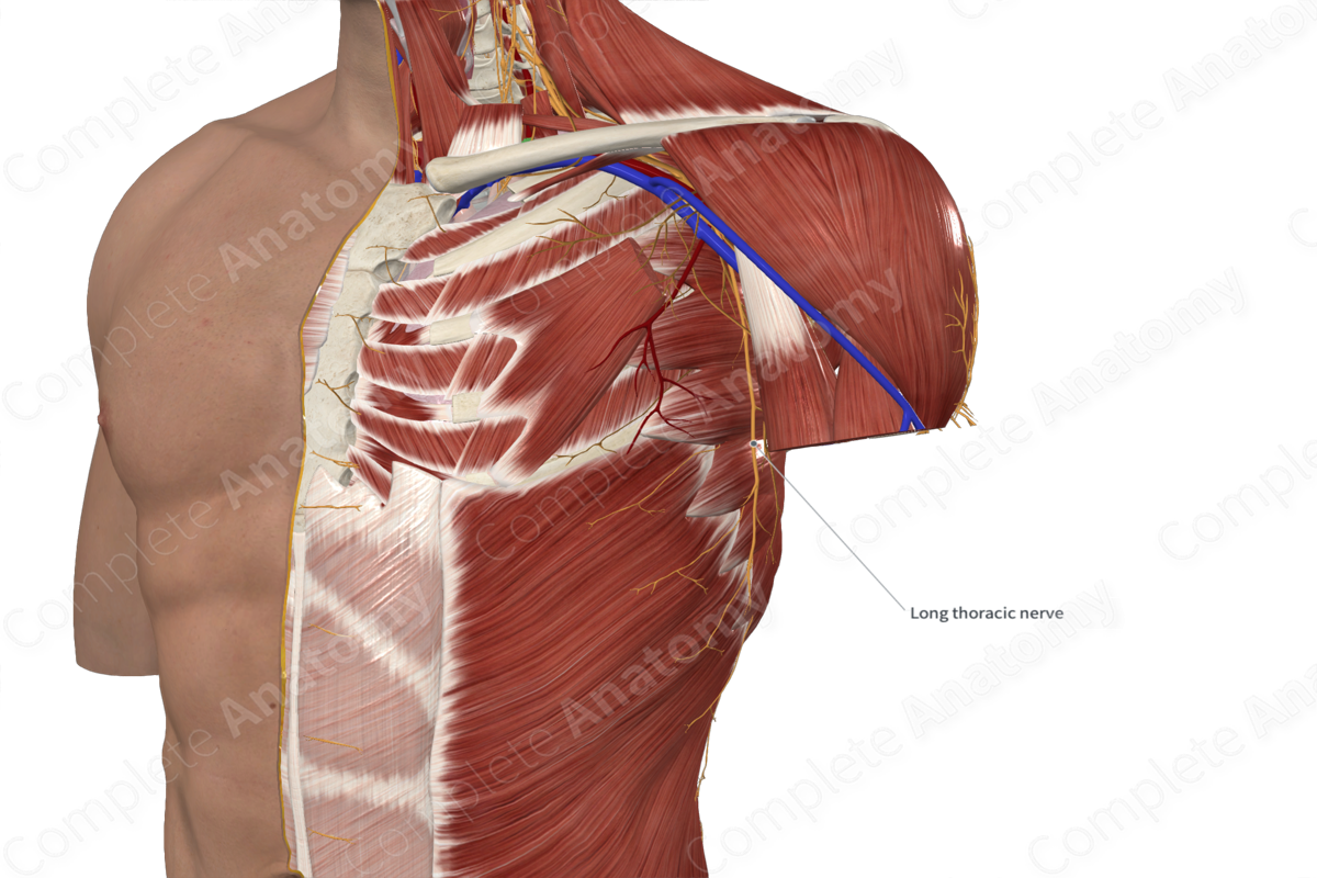 Long Thoracic Nerve | Complete Anatomy
