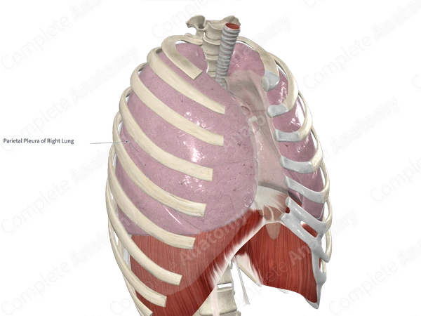 Costal Part of Pleura (Right Lung) | Complete Anatomy