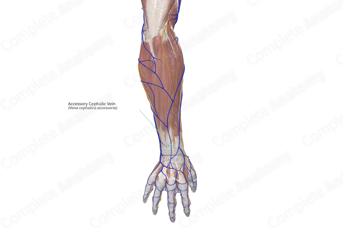 Accessory Cephalic Vein | Complete Anatomy
