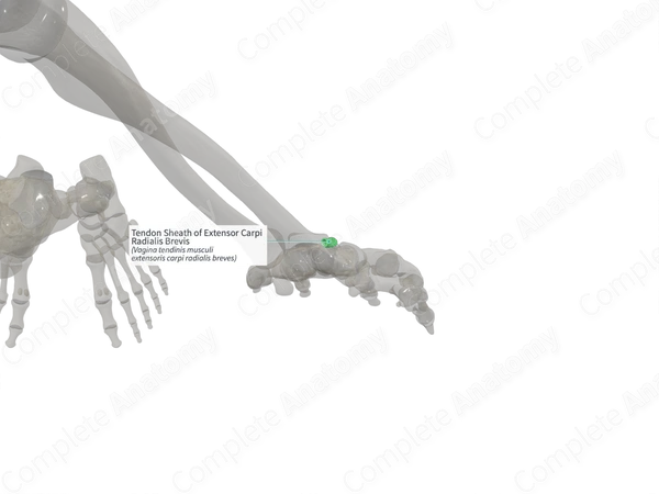 Tendon Sheath of Extensor Carpi Radialis Brevis (Right) | Complete Anatomy