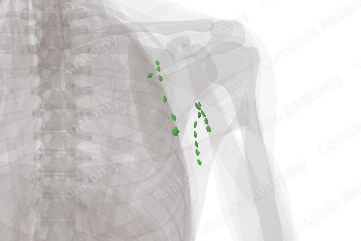 Superficial Axillary Nodes Left Complete Anatomy
