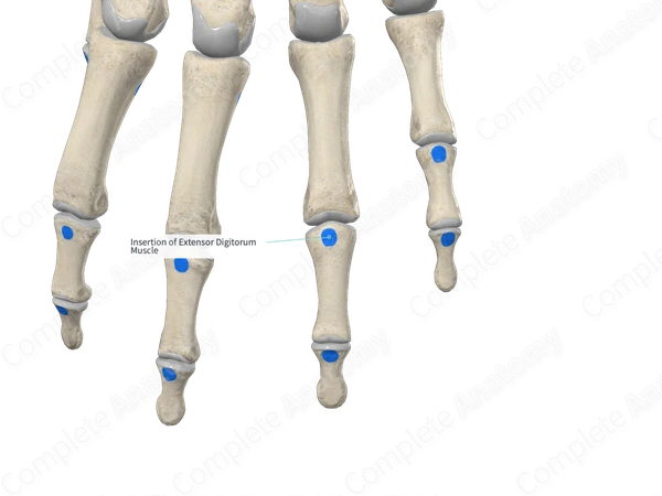 Insertion of Extensor Digitorum Muscle | Complete Anatomy