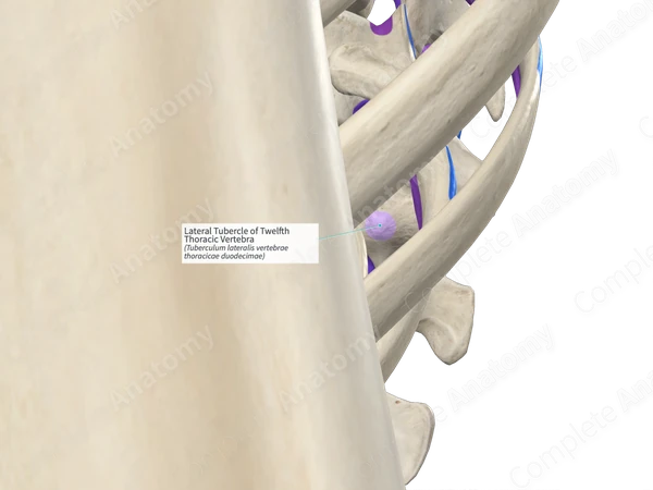 Lateral Tubercle of Twelfth Thoracic Vertebra (Left) | Complete Anatomy