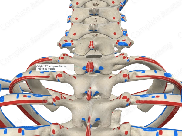 Origin of Transverse Part of Trapezius Muscle | Complete Anatomy
