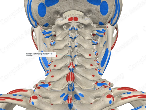 Insertion of Interspinales Colli Muscles | Complete Anatomy